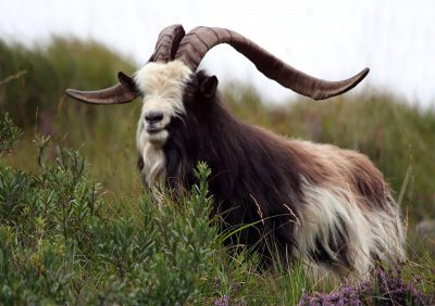 Old Irish Goats - Breed Profile - Goat Journal
